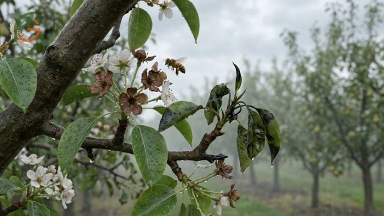 Fire Blight Pear Tree: Diseases And Treatment Guide | 21 May, 2026